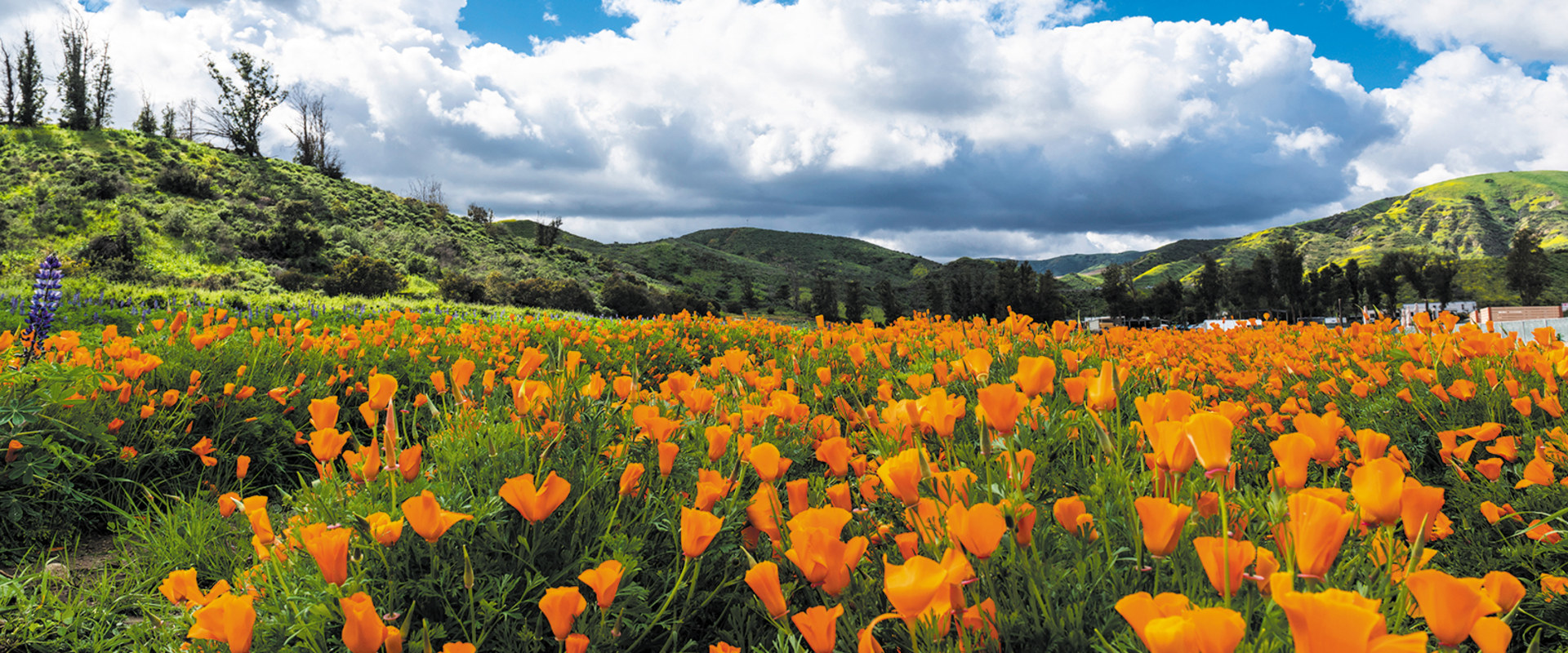 Exploring the Invasive Plant Species of Irvine, California's Wildlands