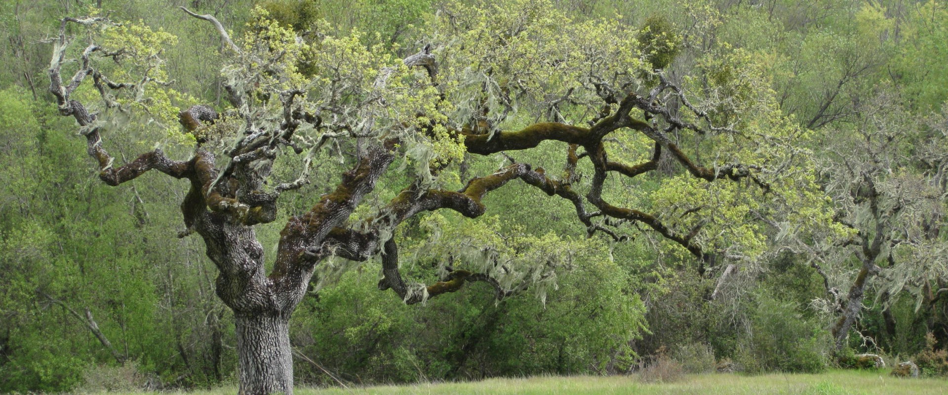 Invasive Species in Irvine, California: What You Need to Know