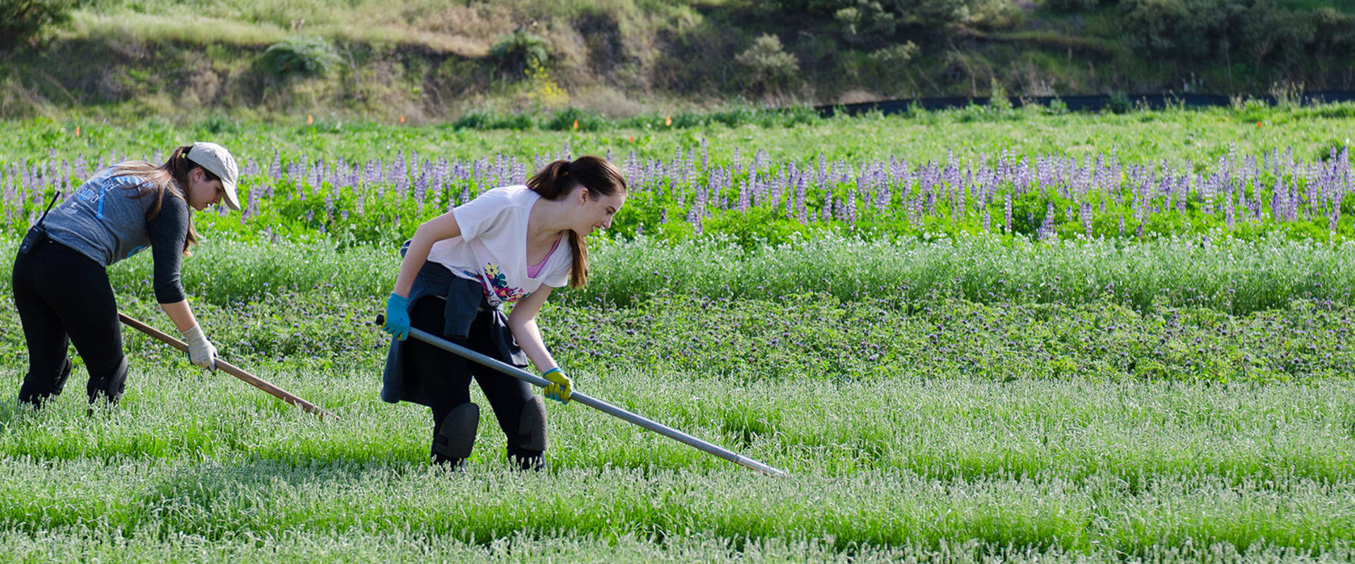 Explore the Incredible Volunteer Opportunities at Irvine Ranch Wildlands