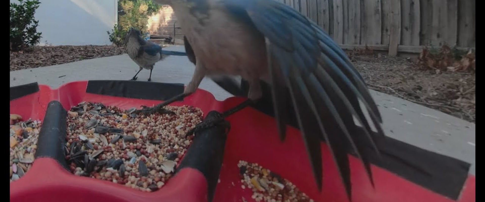 Wild Birds of Irvine, California: A Guide for Birders