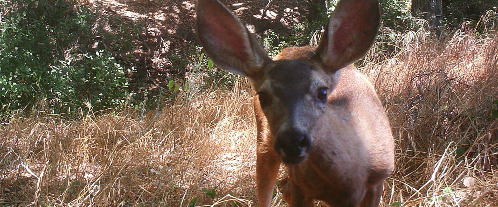 Exploring the Wildlands of Irvine, California: A Guide to the Local ...