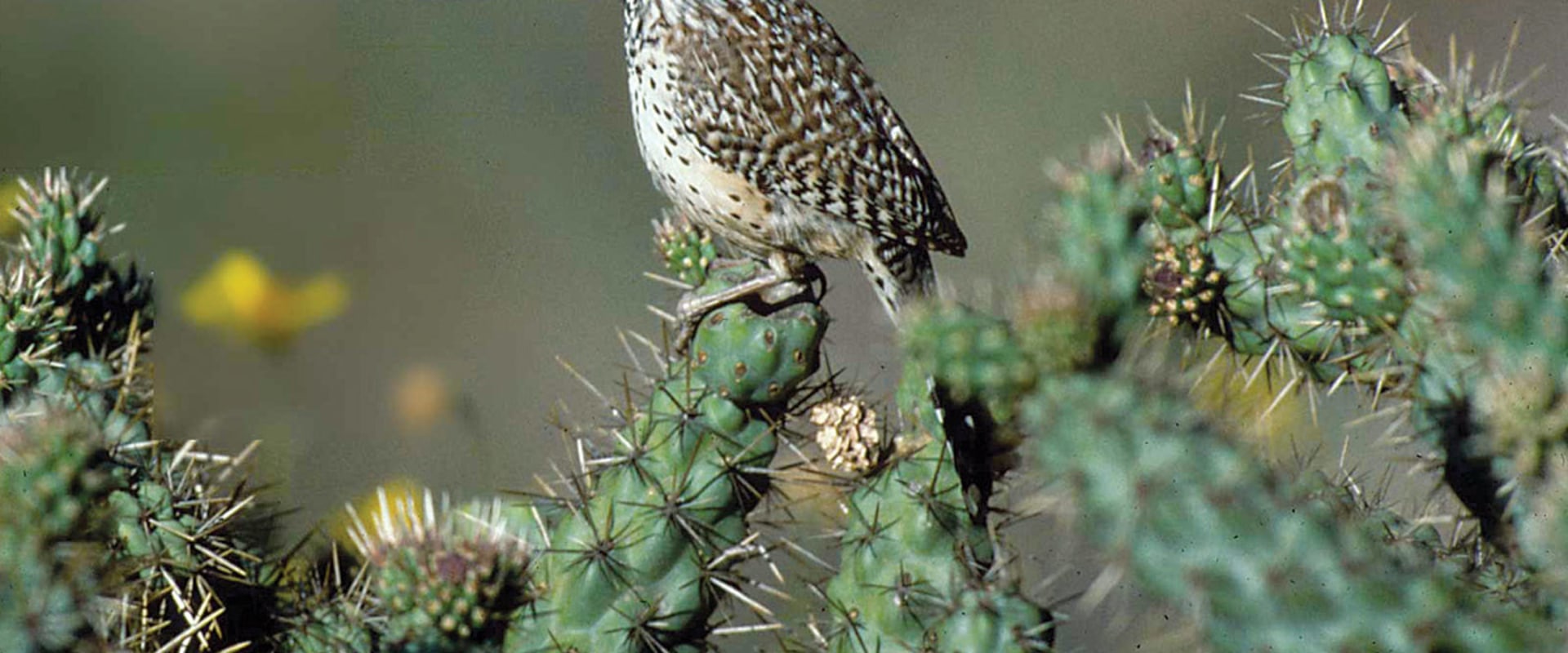 Preserving Endangered Habitats in Irvine, California: A Comprehensive Guide