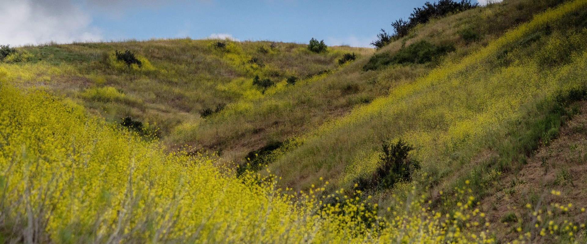 Exploring Wildlands in Irvine, California: A Guide to the City's Open ...